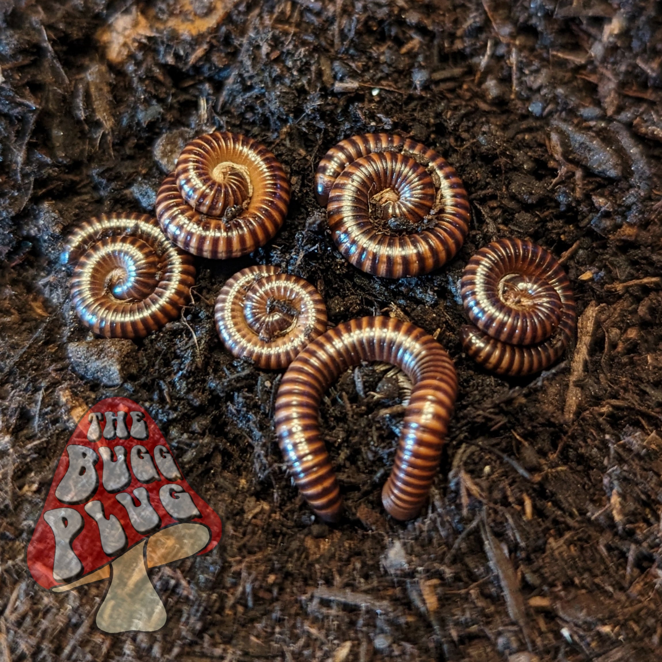 Whiteleg Millipedes | Leptogoniulus sorornus | Exotic Millipedes for ...