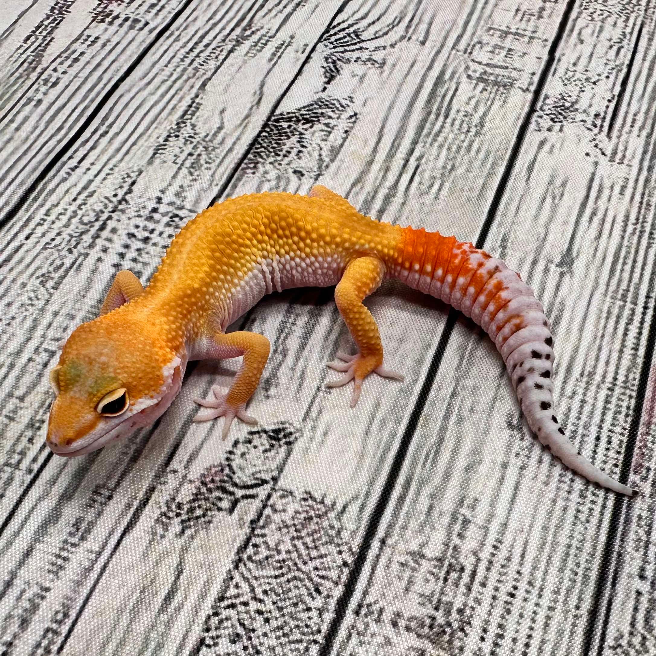 Hypo Jungle Leopard Gecko | The Bugg Plug