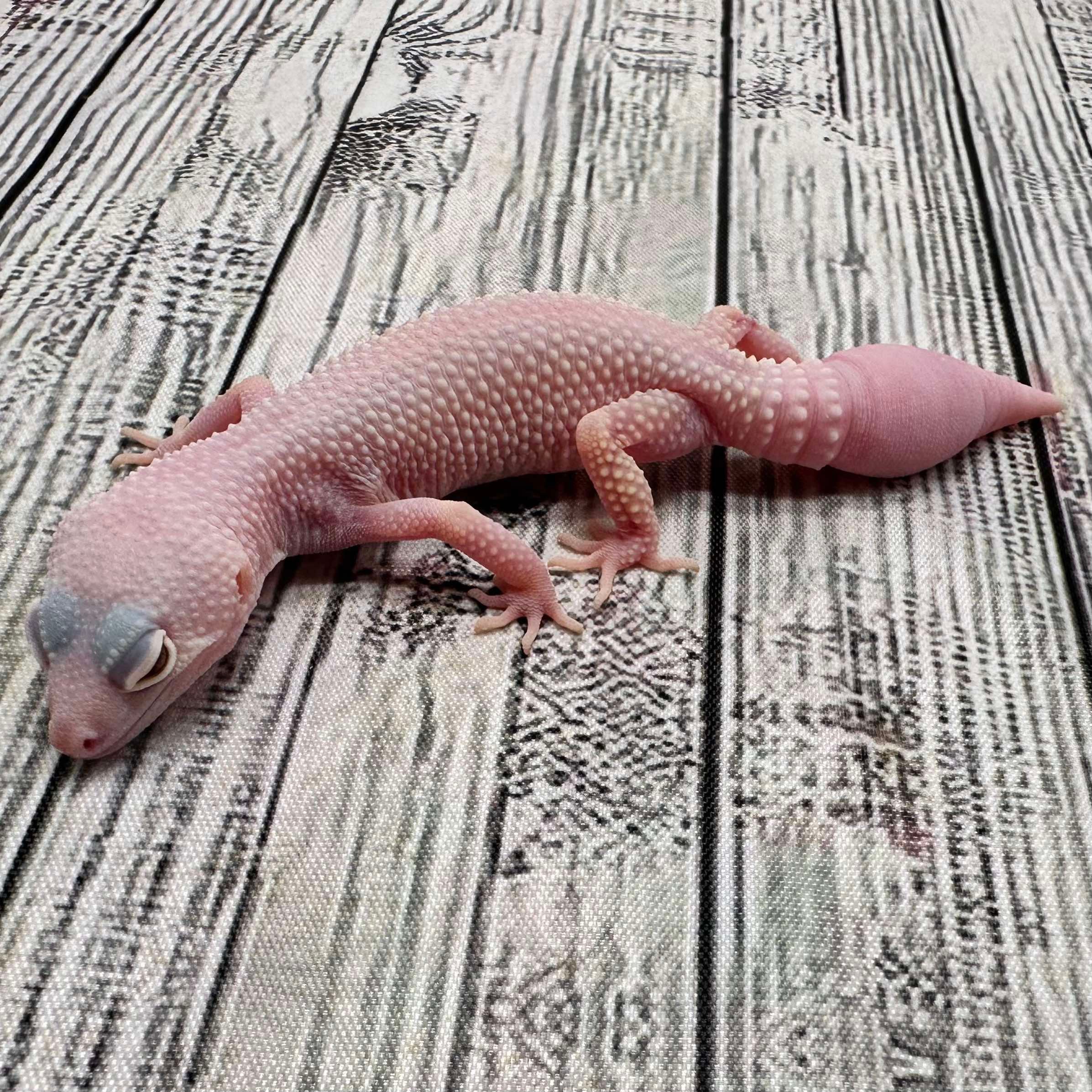 Blizzard Leopard Gecko | The Bugg Plug