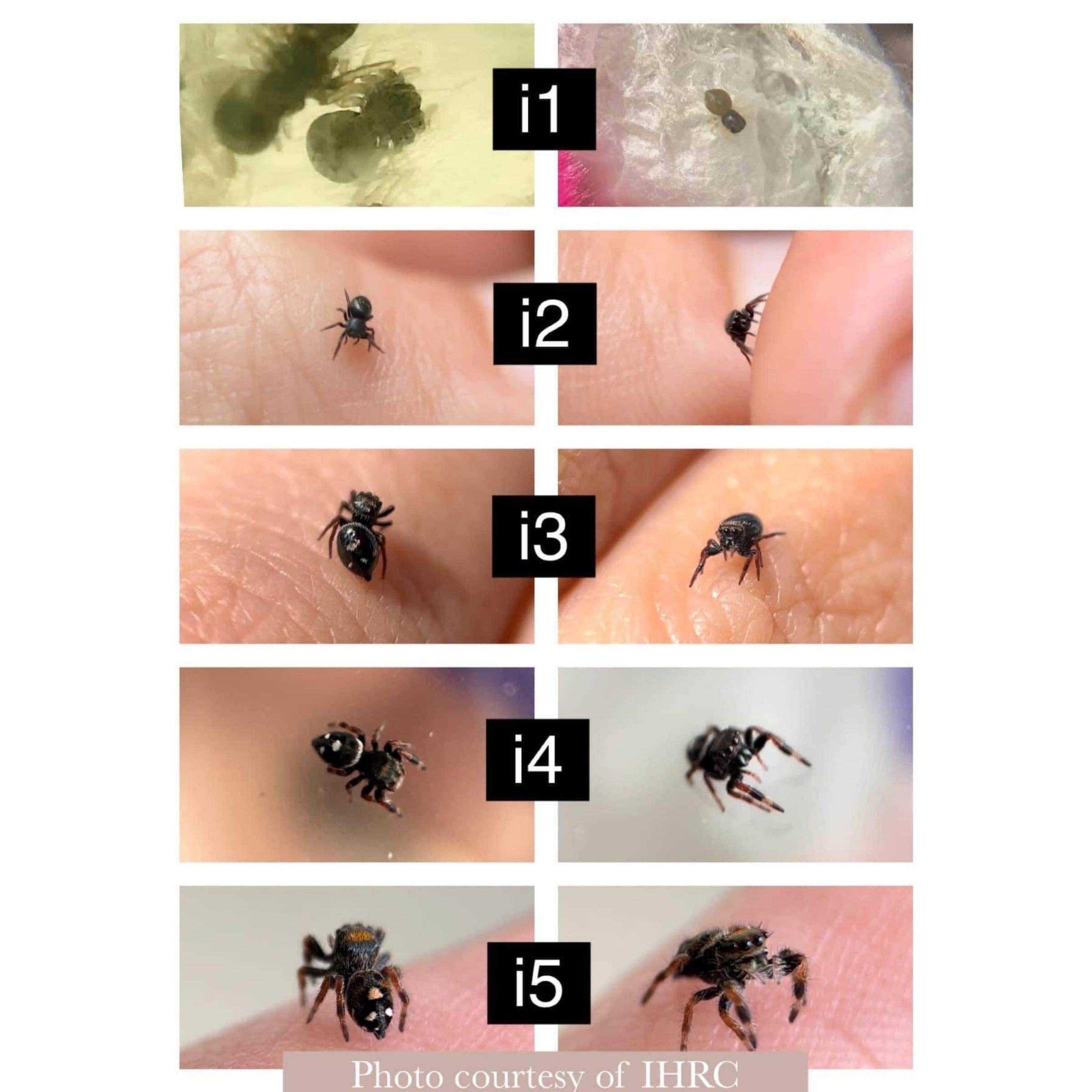 Phidippus Regius ~ Pet Regal Jumping Spiders | The Bugg Plug
