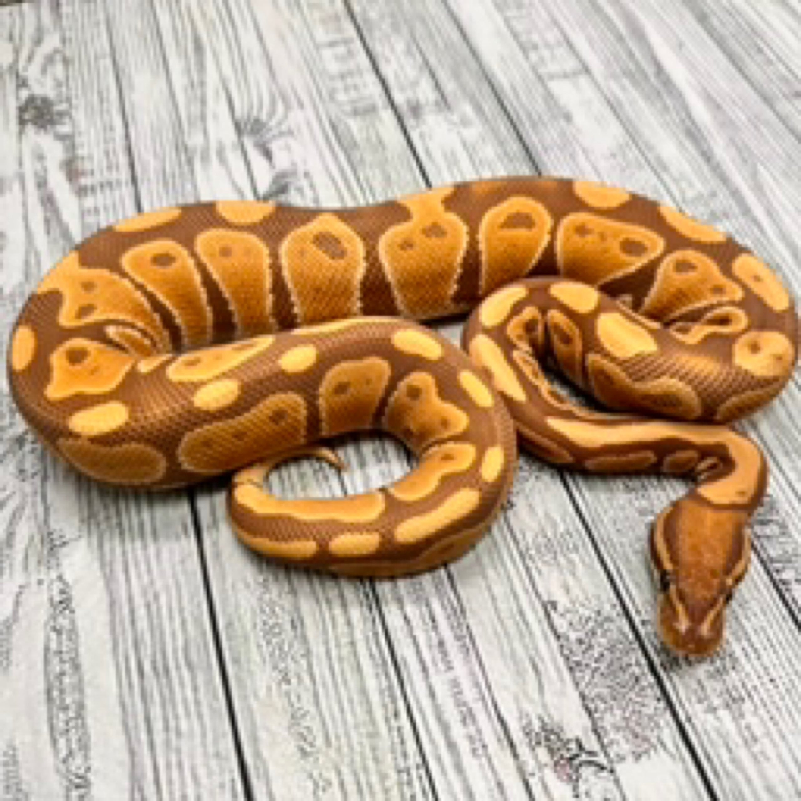 Ultramel Male Ball Python | The Bugg Plug
