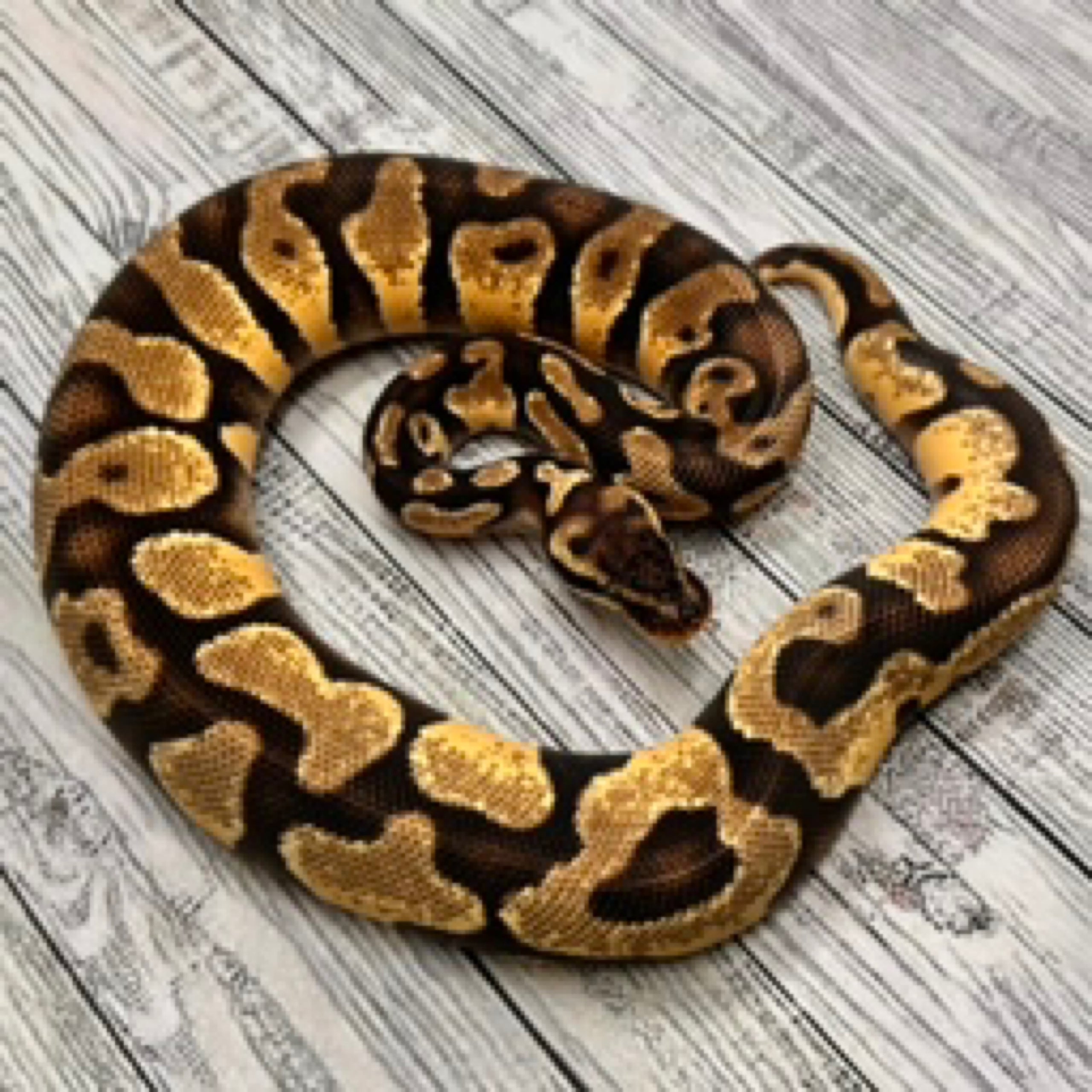 Pastel Enchi Asphalt Female Ball Python | The Bugg Plug