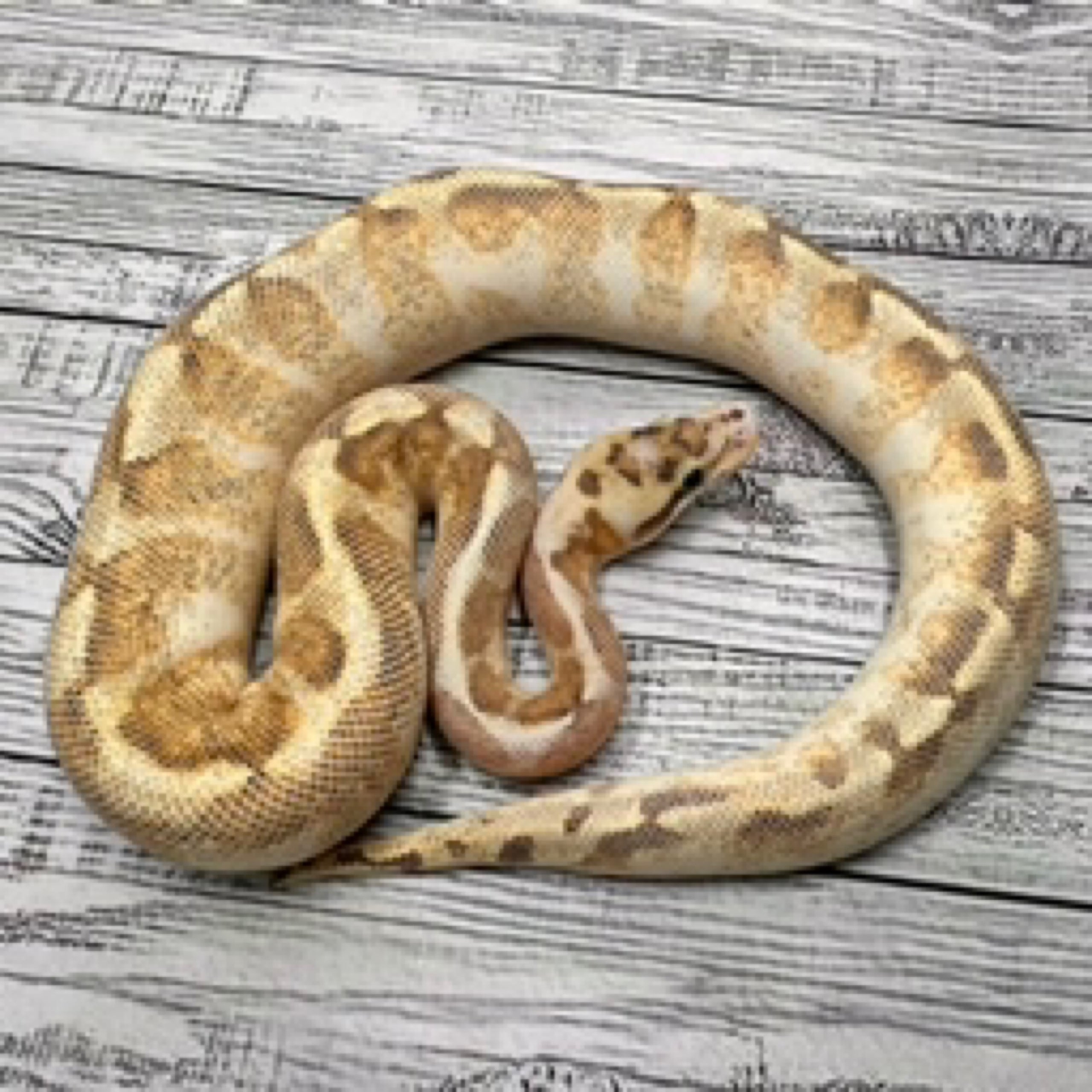 Spider Freeway Male Ball Python | The Bugg Plug