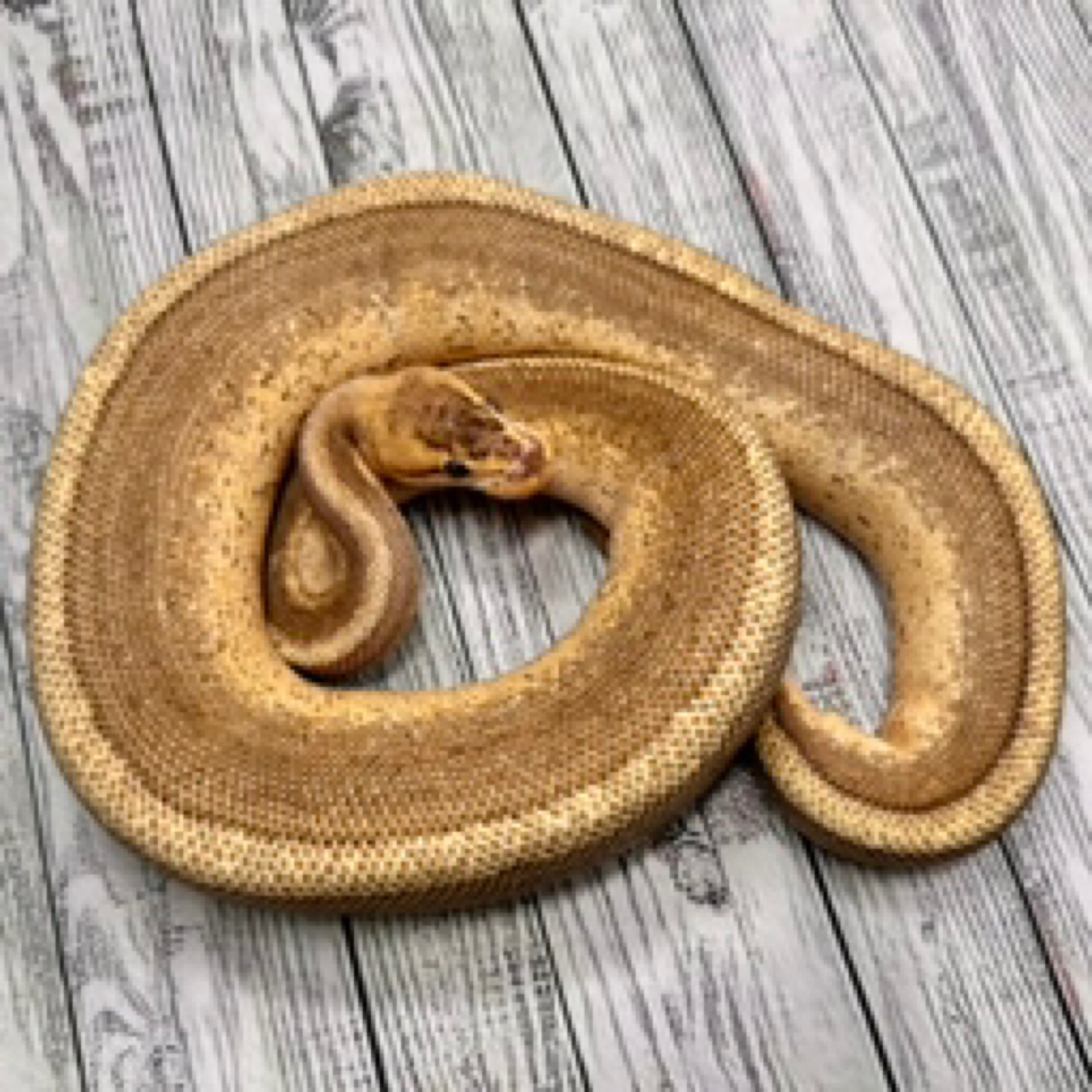 Pinstripe SuperStripe Male Ball Python | The Bugg Plug