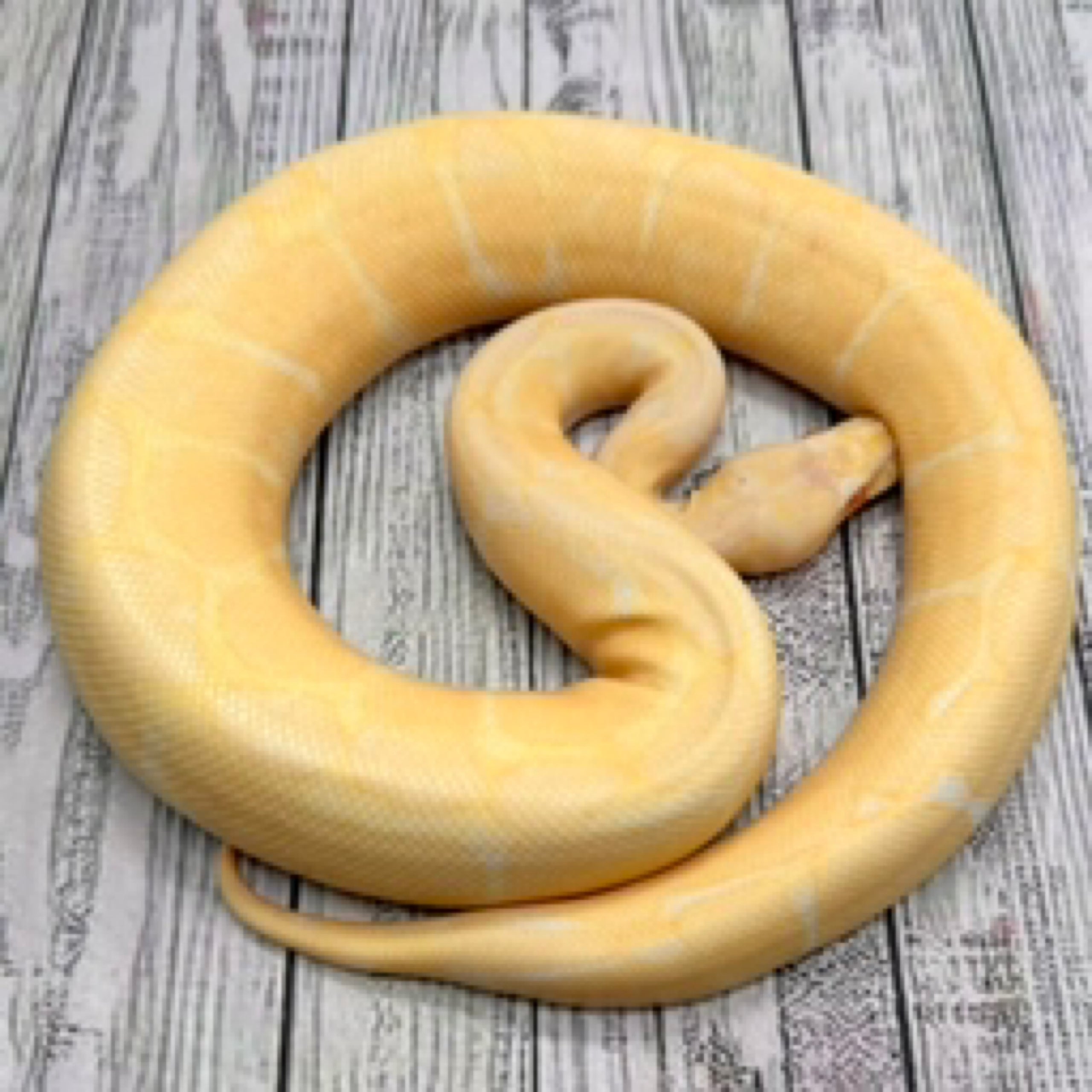 Albino Spider Female Ball Python | The Bugg Plug