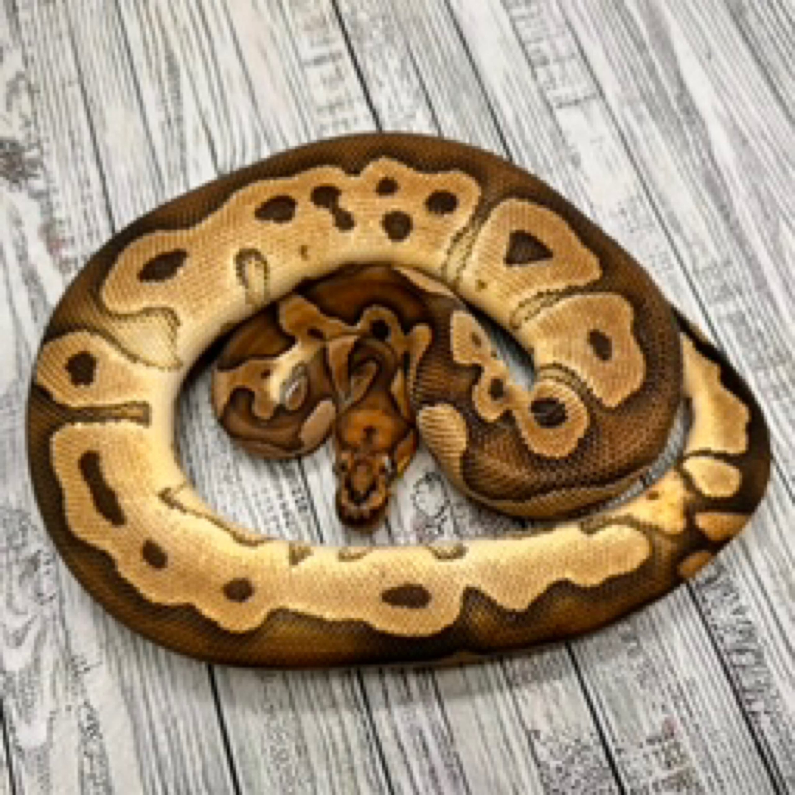 Clown het Pied Male Ball Python | The Bugg Plug