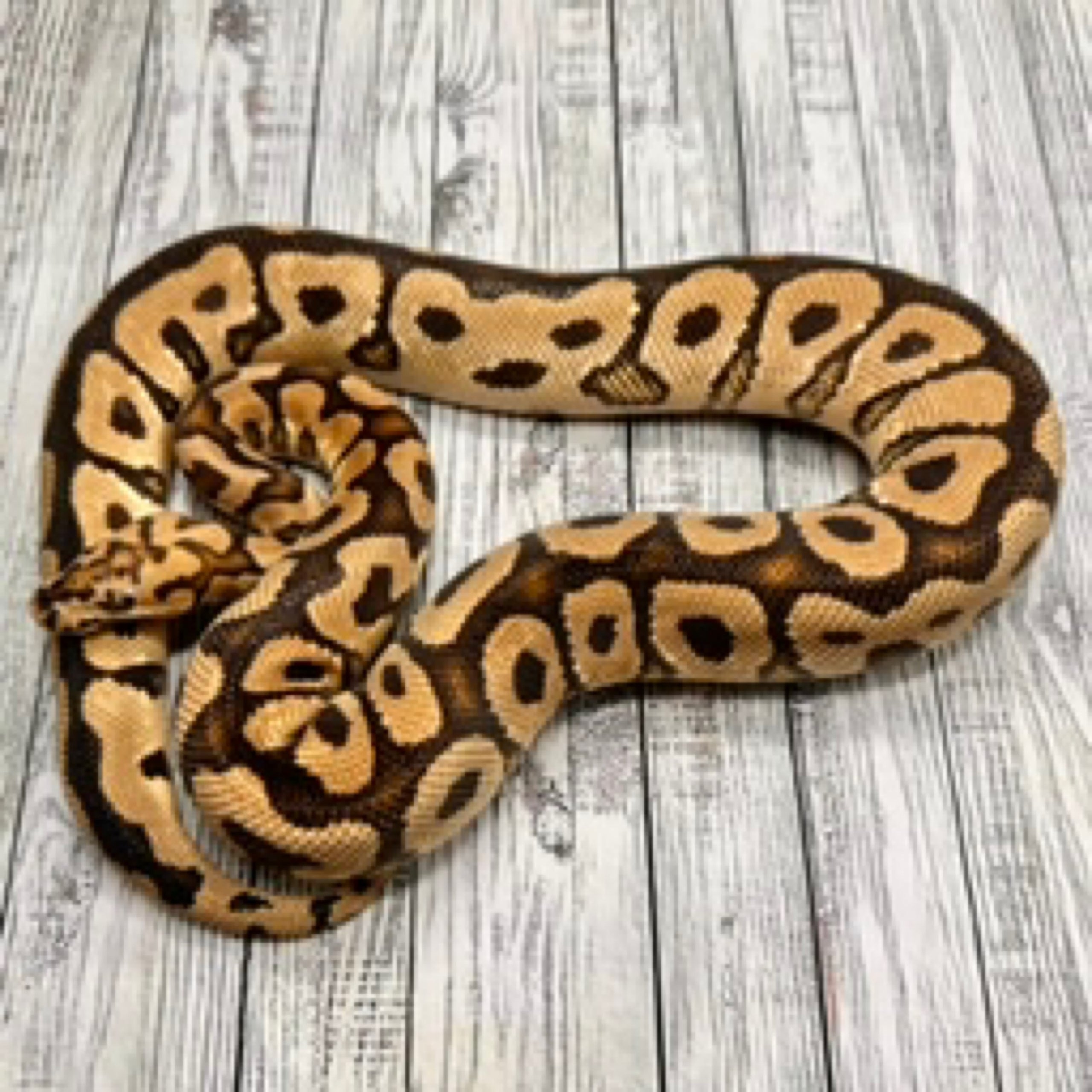 Spotnose Clown Male Ball Python | The Bugg Plug