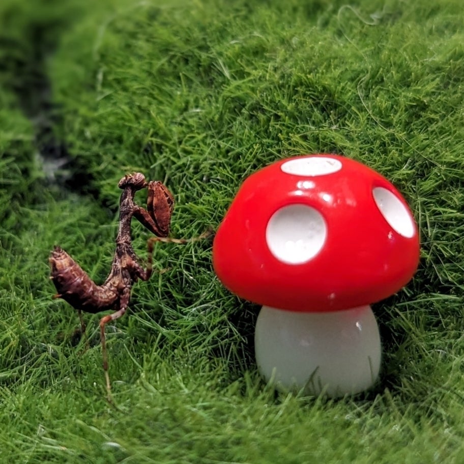 North Thai Boxer Mantis ~ Acromantis sp. | The Bugg Plug