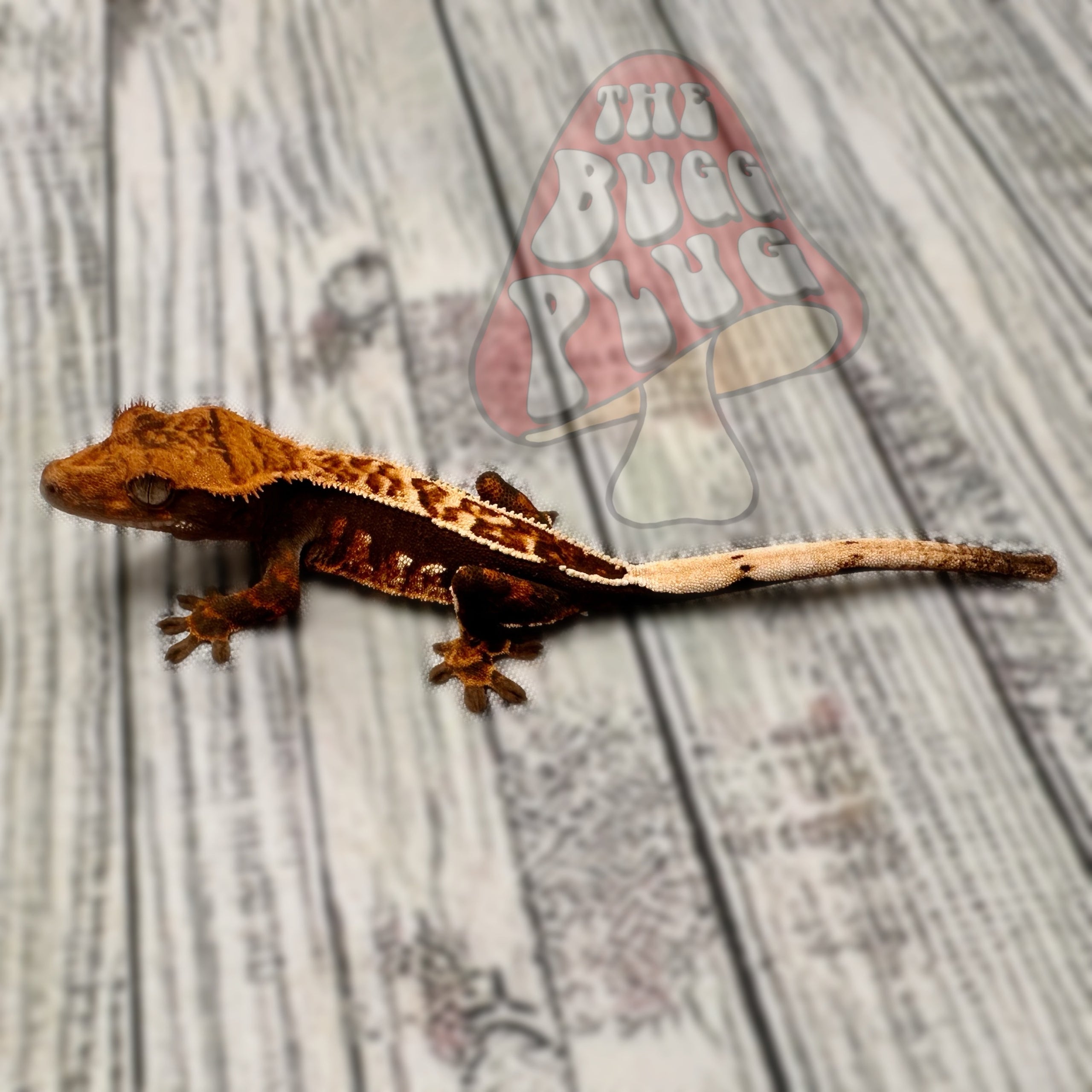7/31/23 Tri Color Pinstripe NPV Crested Gecko | The Bugg Plug