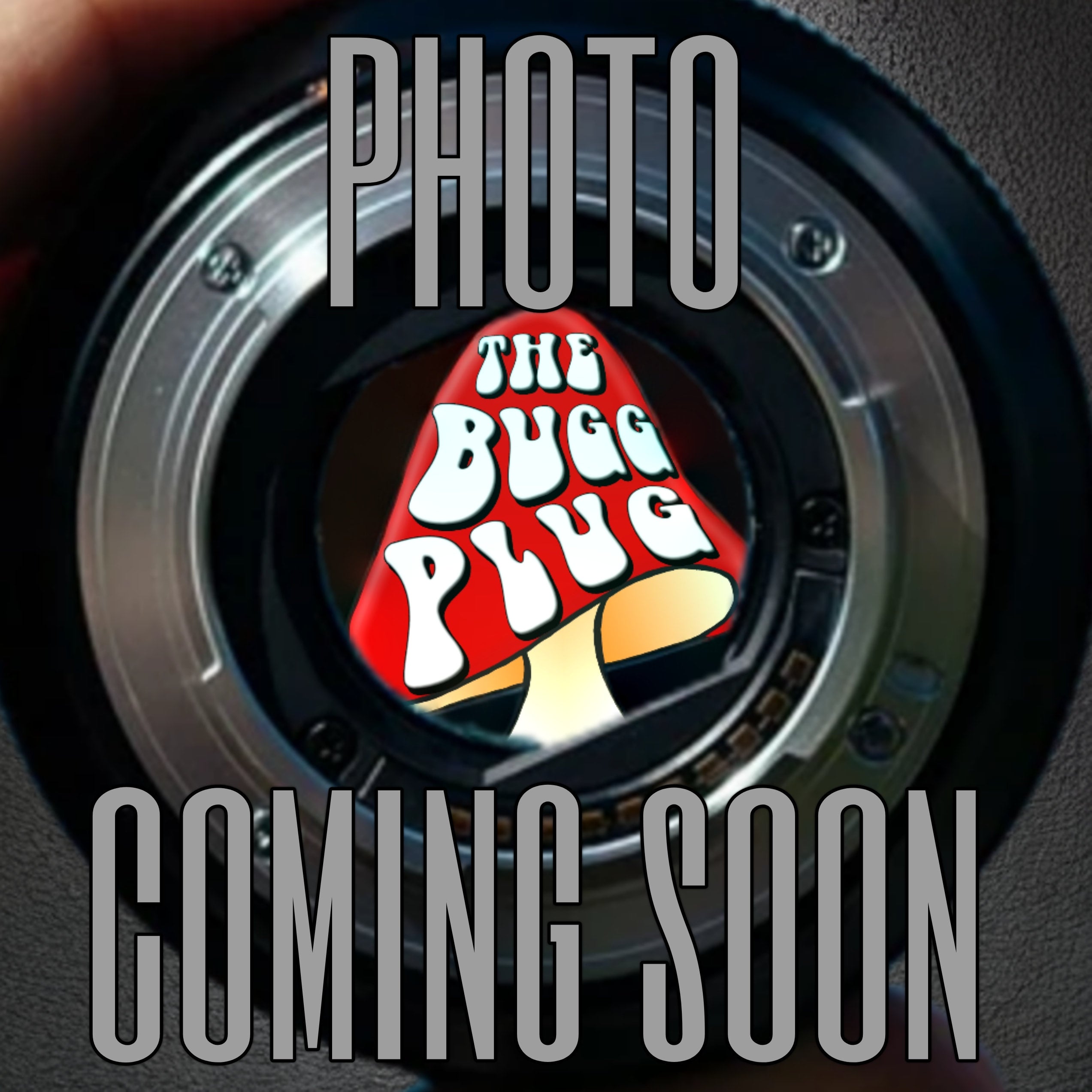 Chilobrachys Huahini ~ Asian Fawn Tarantula | The Bugg Plug