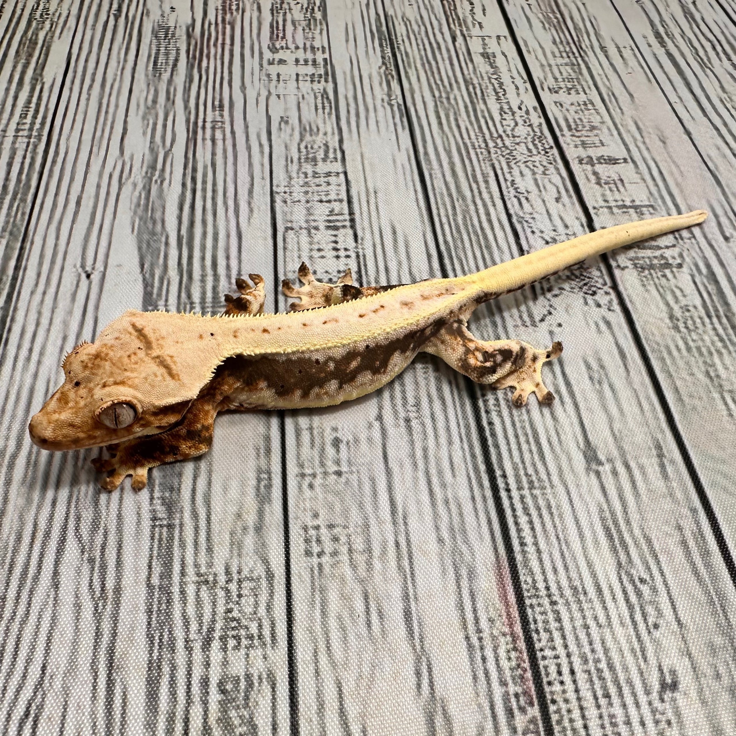 Breeder's Choice ~ Lily White Crested Gecko | The Bugg Plug