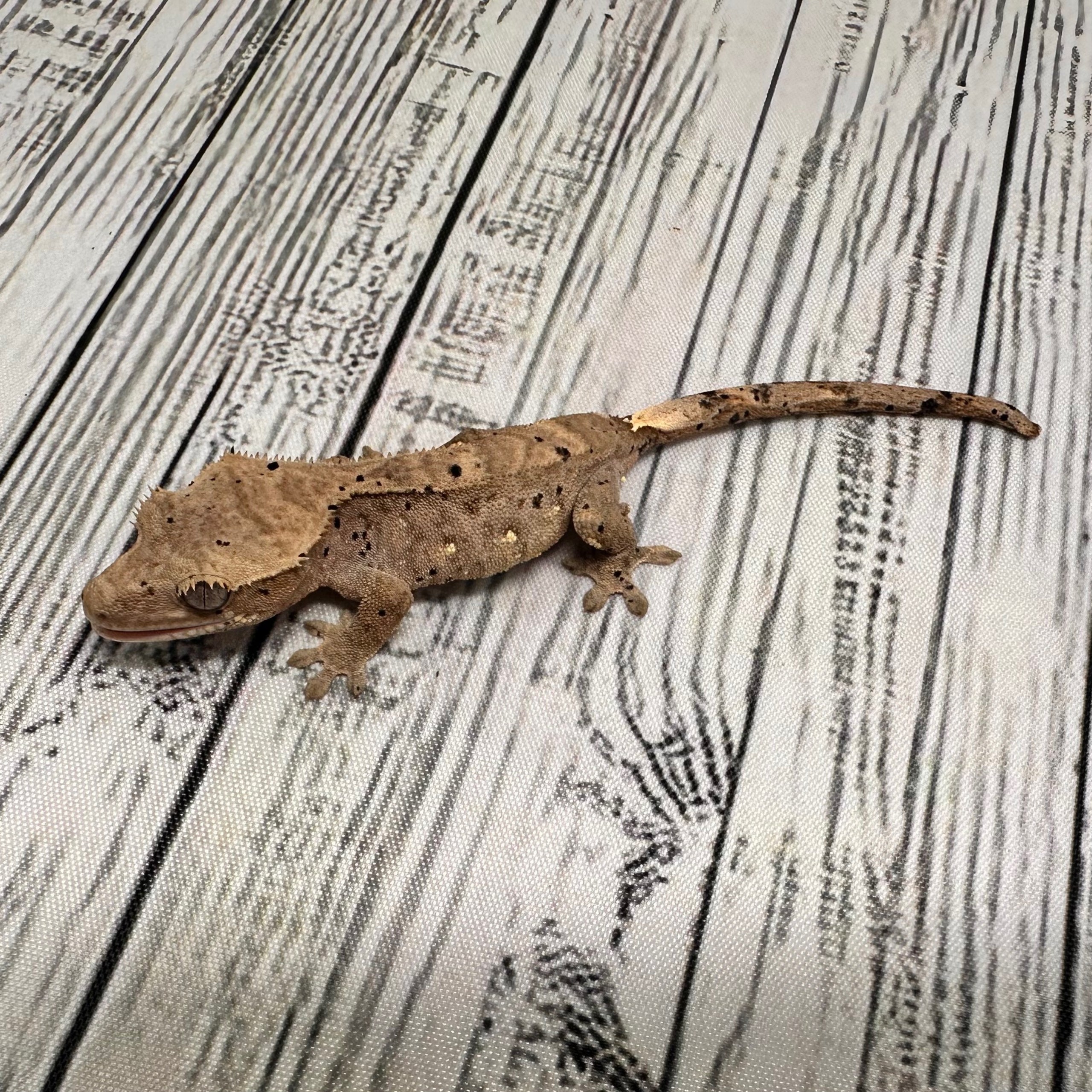 Breeder's Choice ~ Dalmatian Crested Gecko | The Bugg Plug