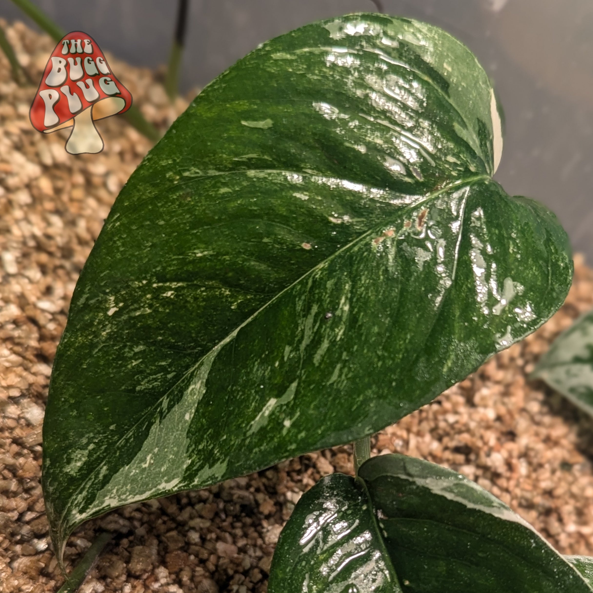 Variegated Albo Pothos ~ Epipremnum Pinnatum Variegata ~ *RARE* | The ...