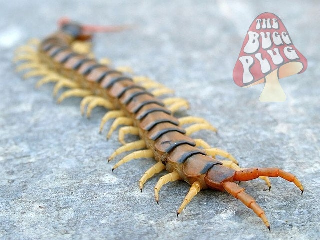 Scolopendra cingulata - Egyptian Rainbow Centipede | The Bugg Plug