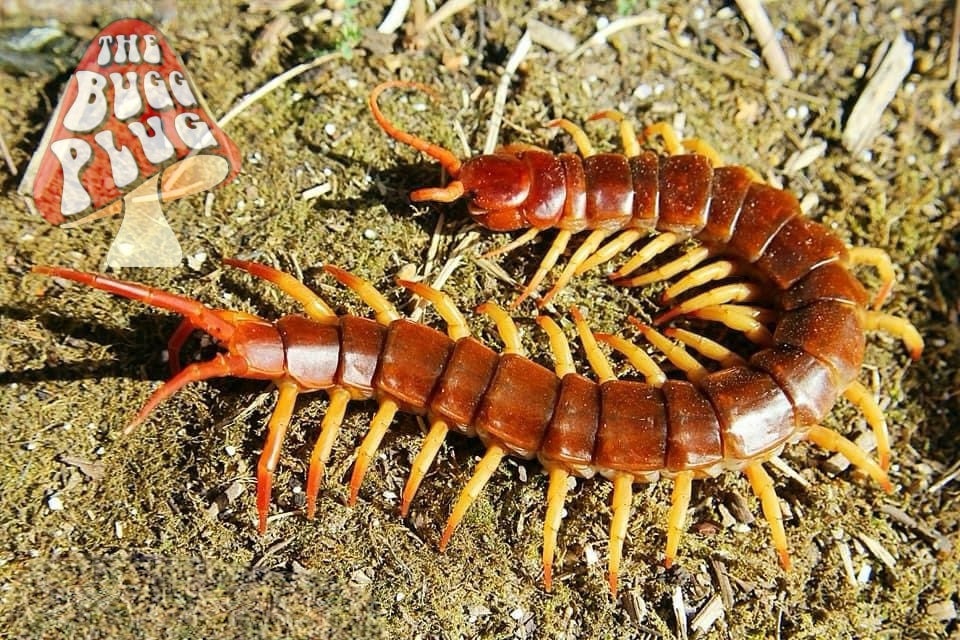 Scolopendra dehaani - Chinese Red Leg Centipede | The Bugg Plug