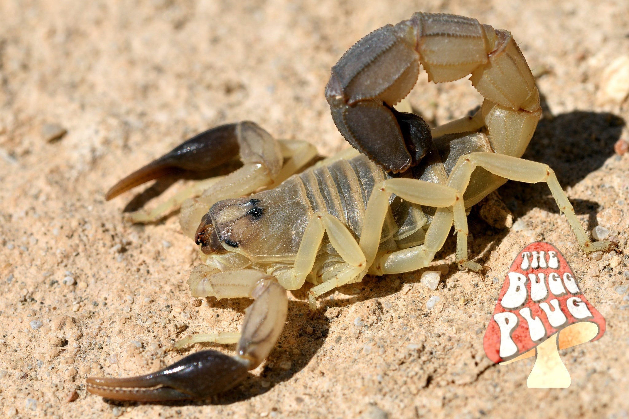 Androctonus australis - Tunisian Fat Tail Scorpion | The Bugg Plug