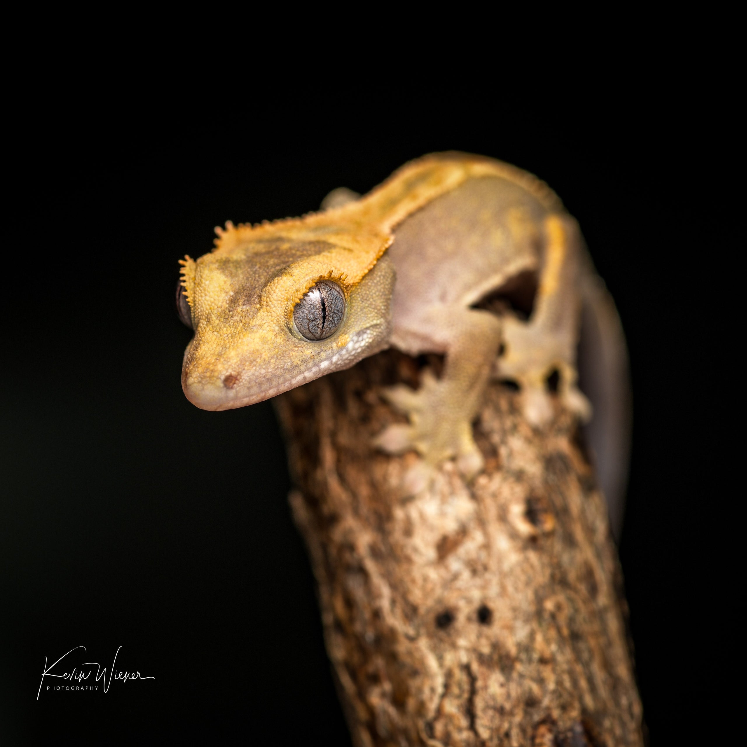 #G77 Fire SoftScale Dalmatian Crested Gecko (SGE) | The Bugg Plug