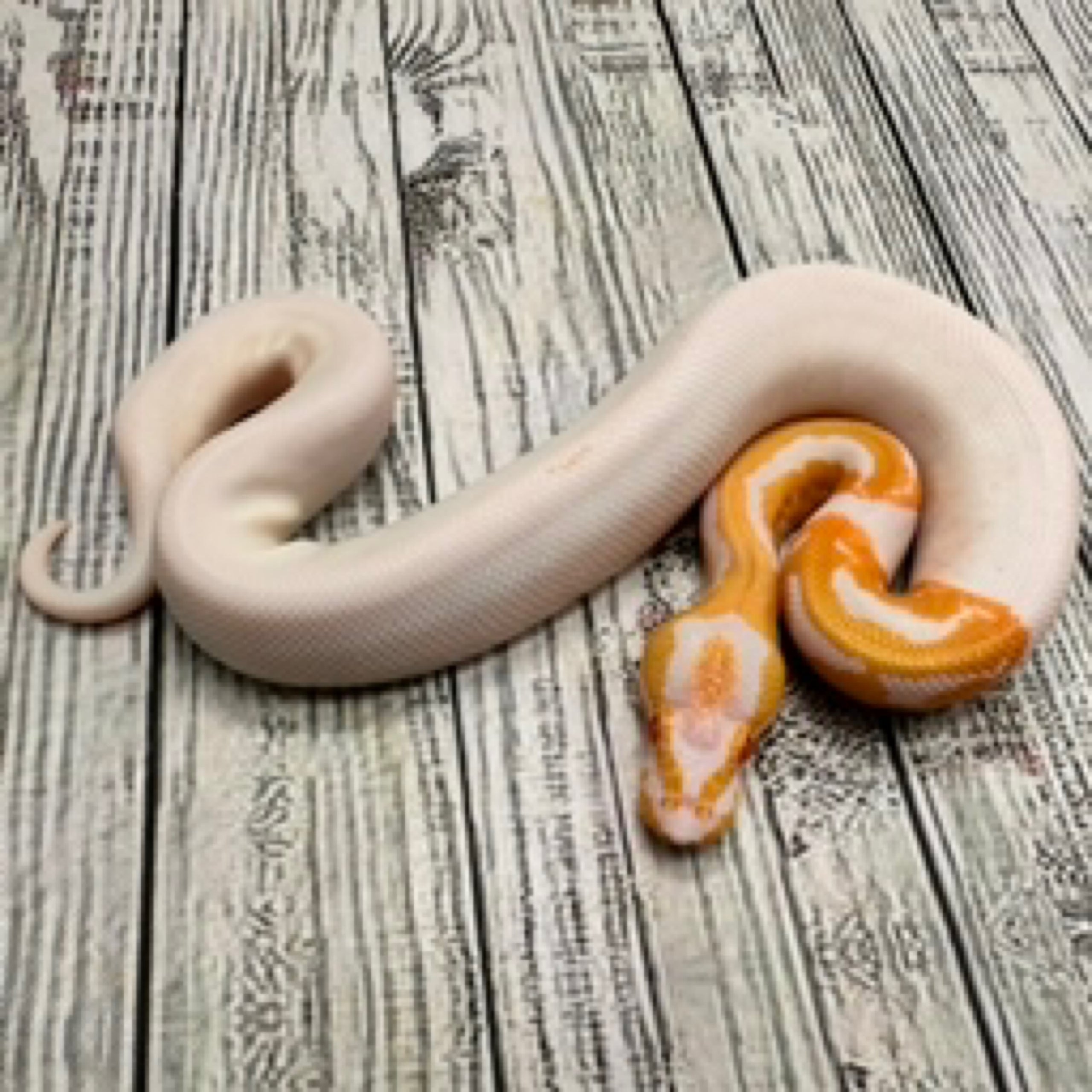 Albino Pied Male Ball Python | The Bugg Plug