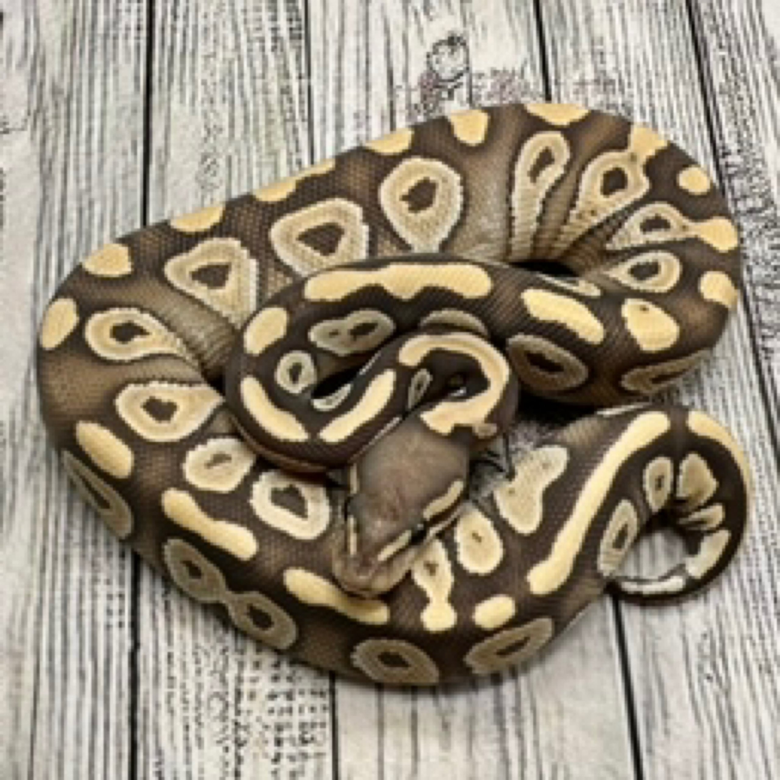 Hypo Mojave Male Ball Python | The Bugg Plug