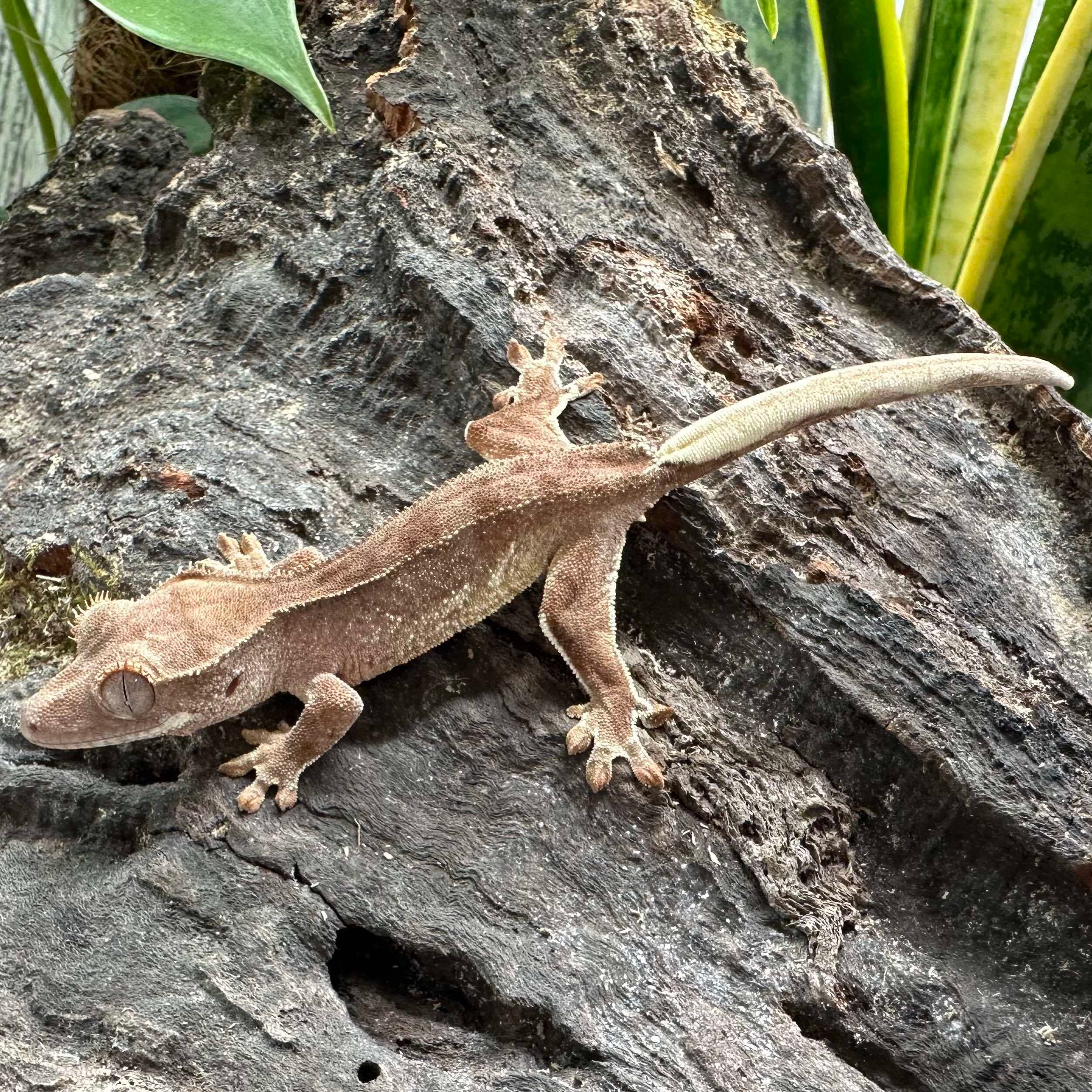 #409 Phantom Lilly White Crested Gecko | The Bugg Plug