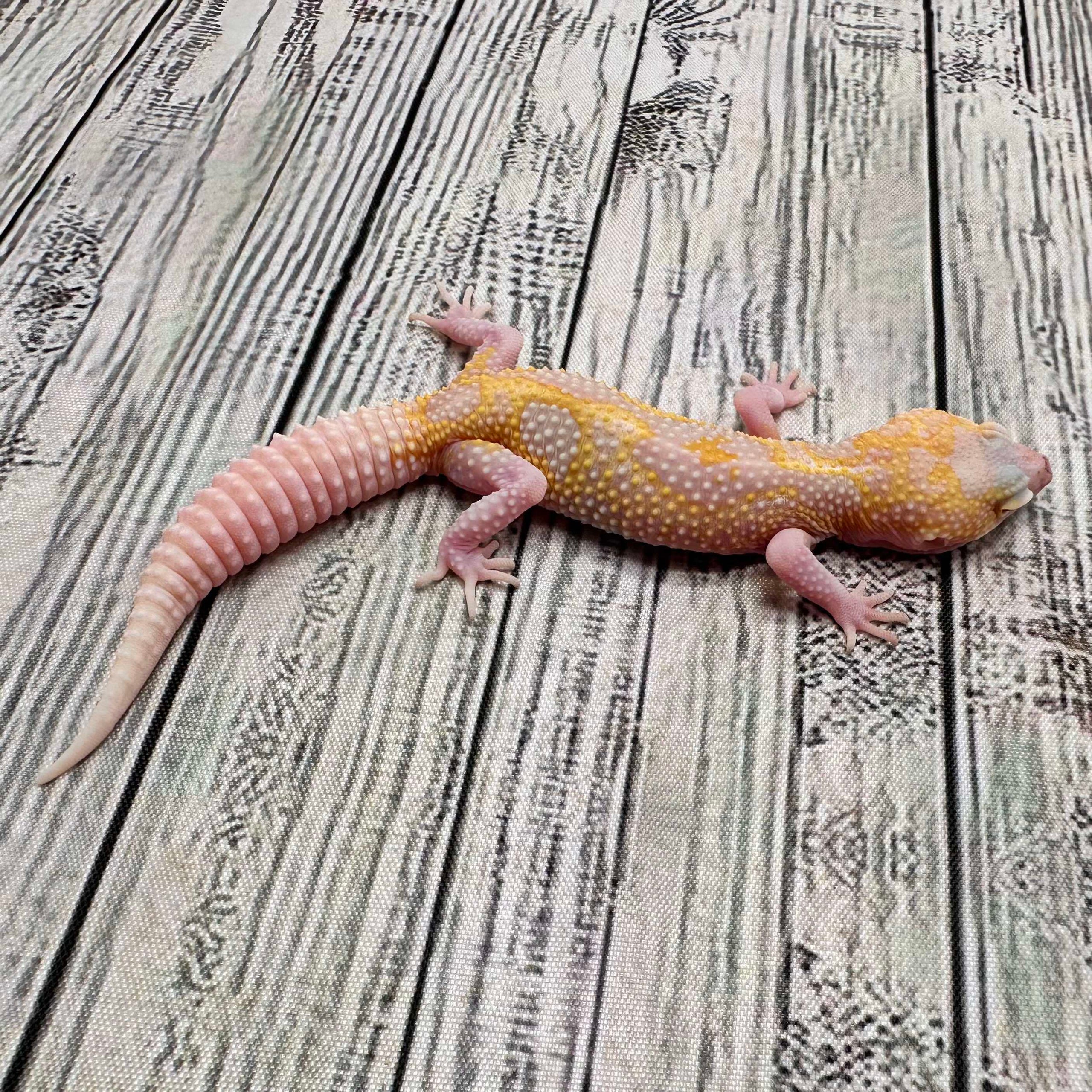 RAPTOR (Solid Red Eyes) Leopard Gecko | The Bugg Plug