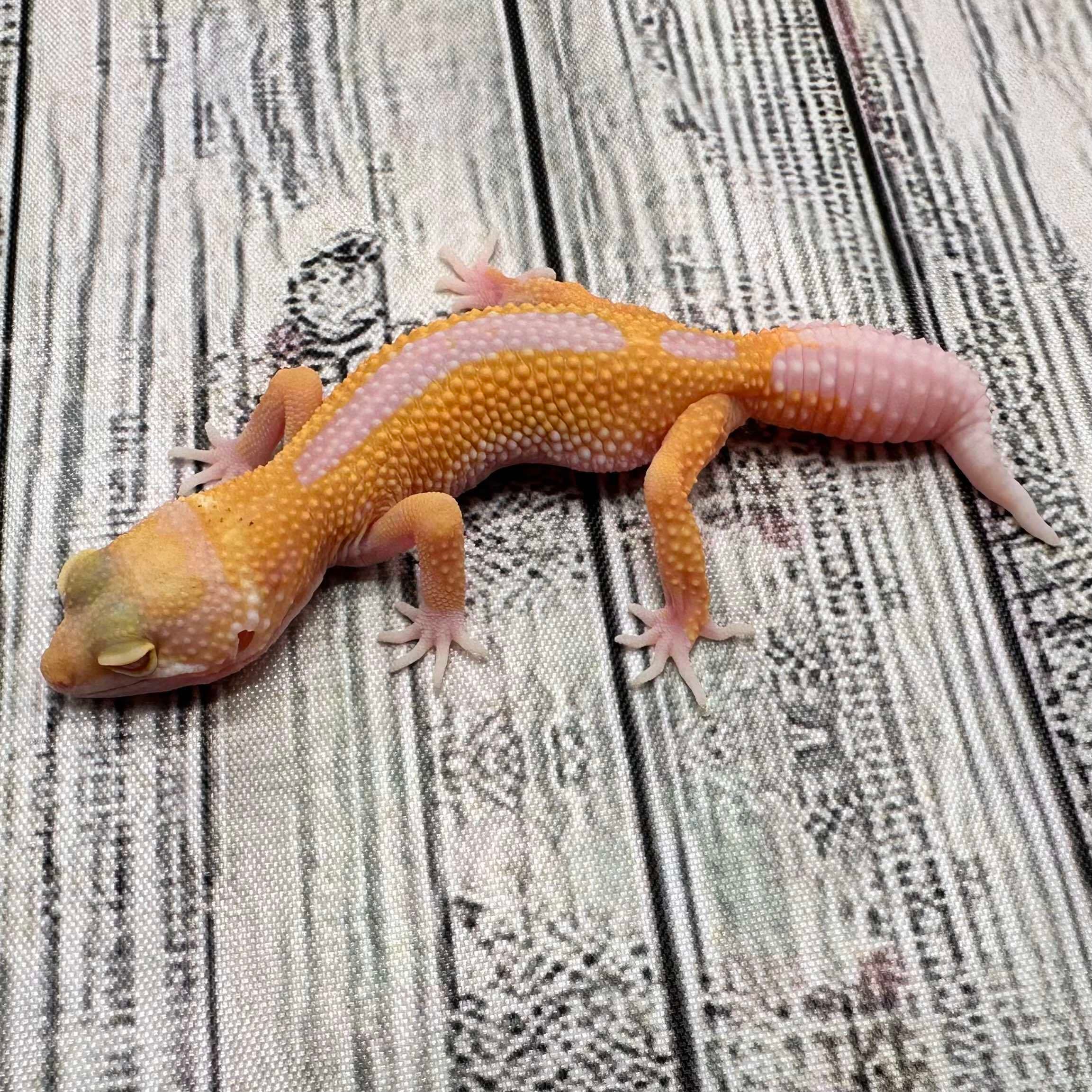 APTOR Leopard Gecko | The Bugg Plug