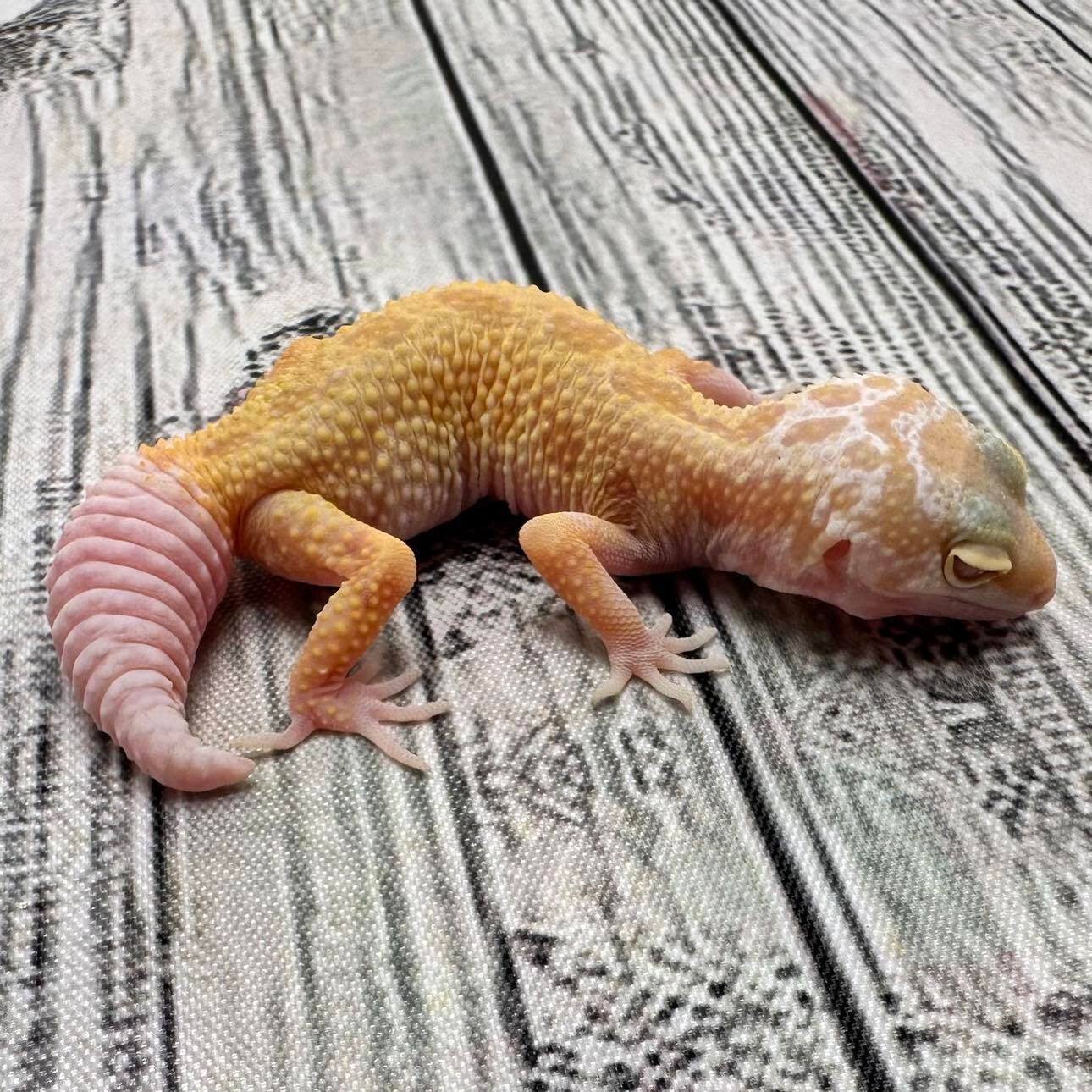 Albino Leucistic Leopard Gecko | The Bugg Plug