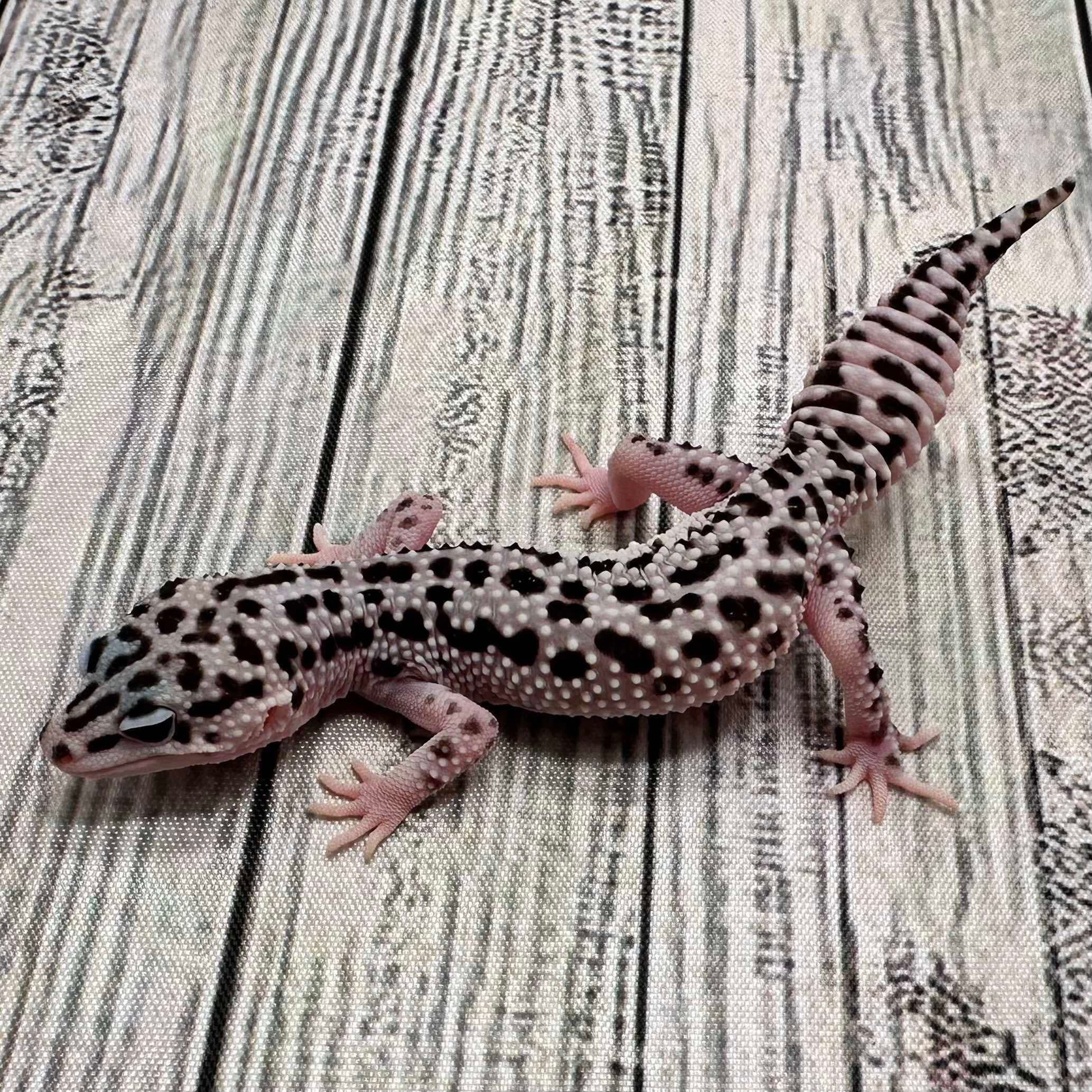 Mack Super Snow Leopard Gecko | The Bugg Plug