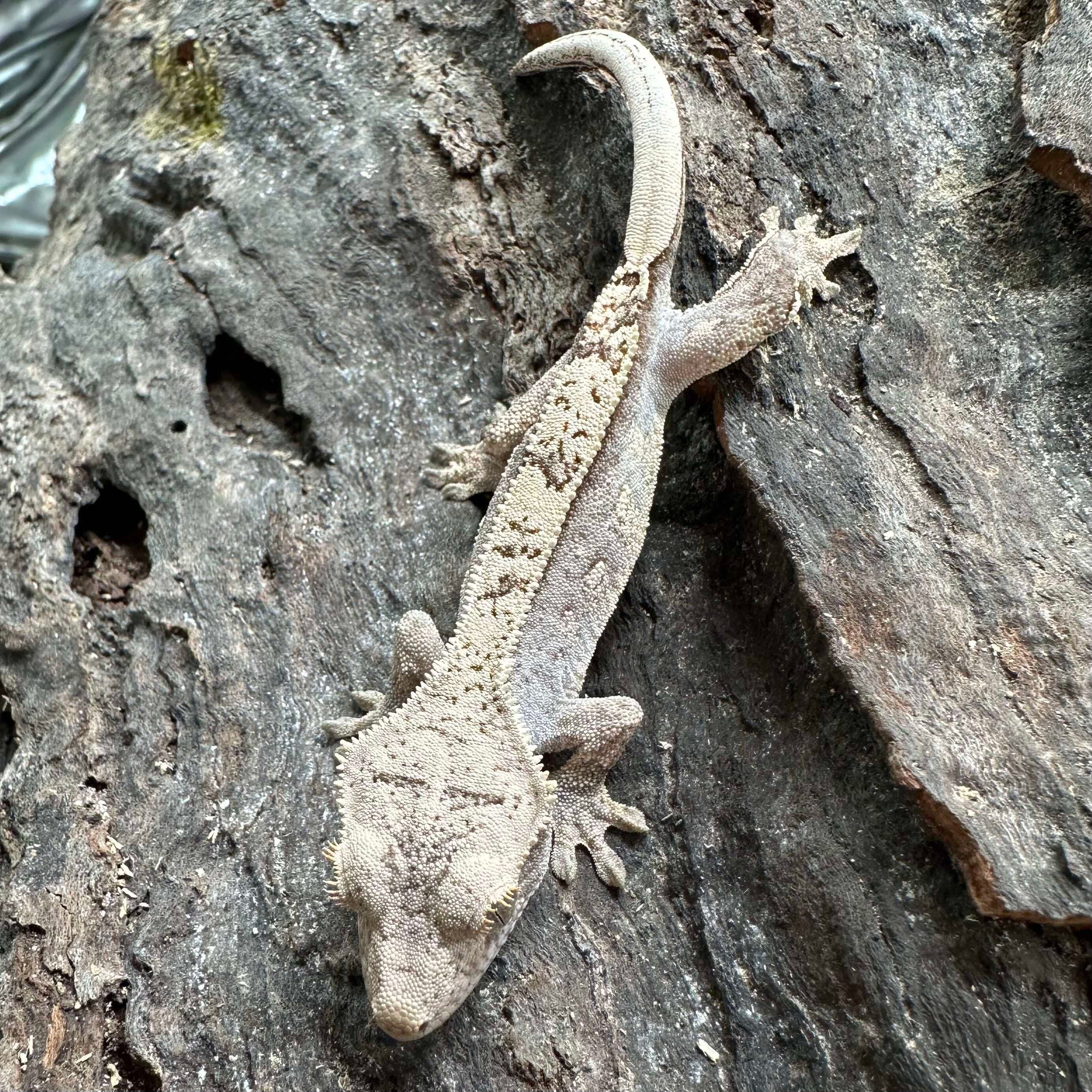 #440 Cream Harlequin (Carl) Crested Gecko - Amazing | The Bugg Plug
