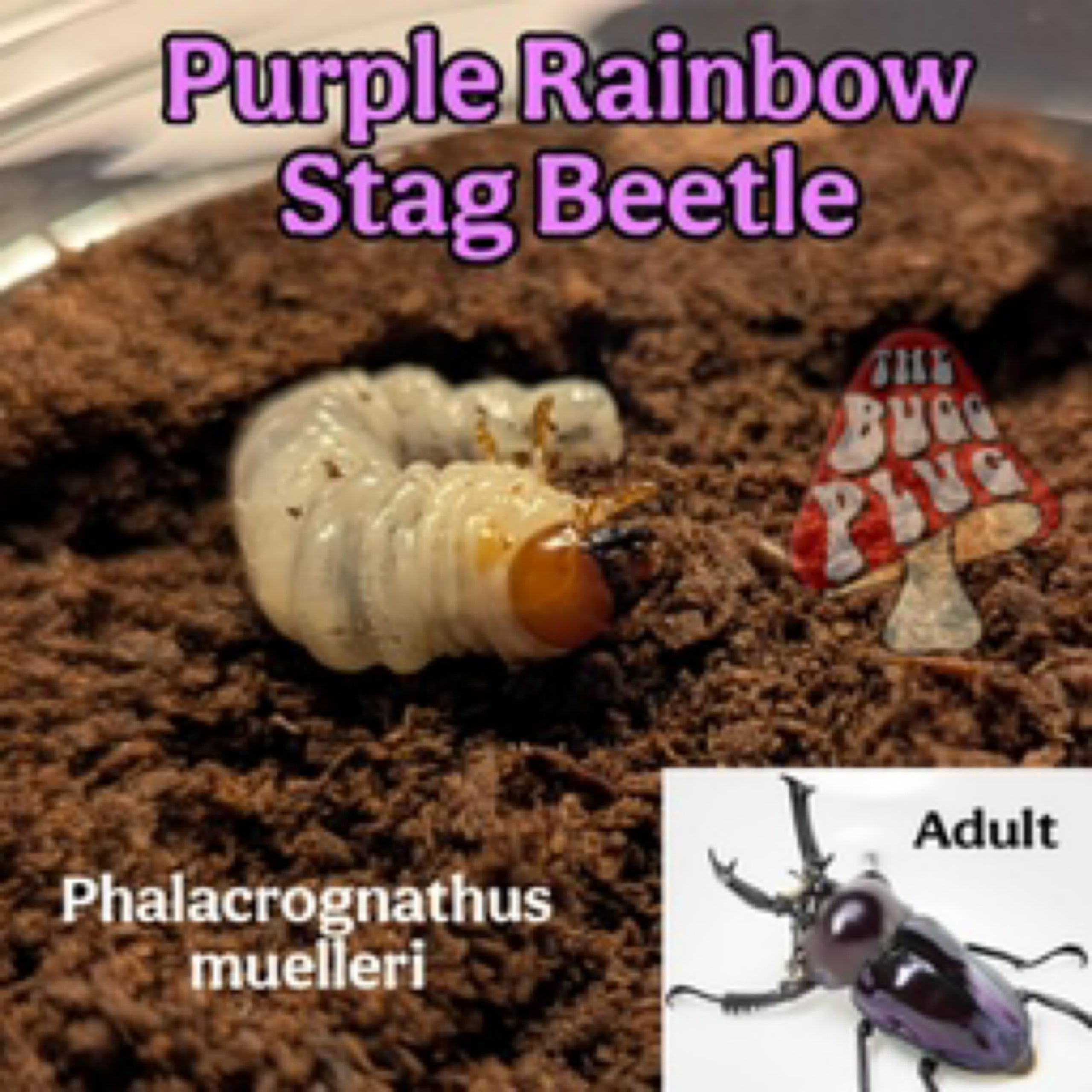Purple Rainbow Stag Beetle Larvae (Phalacrognathus muelleri) for Sale ...