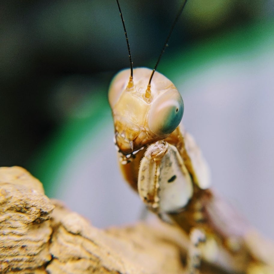 Panther Mantis ~ Tarachodula pantherina | The Bugg Plug