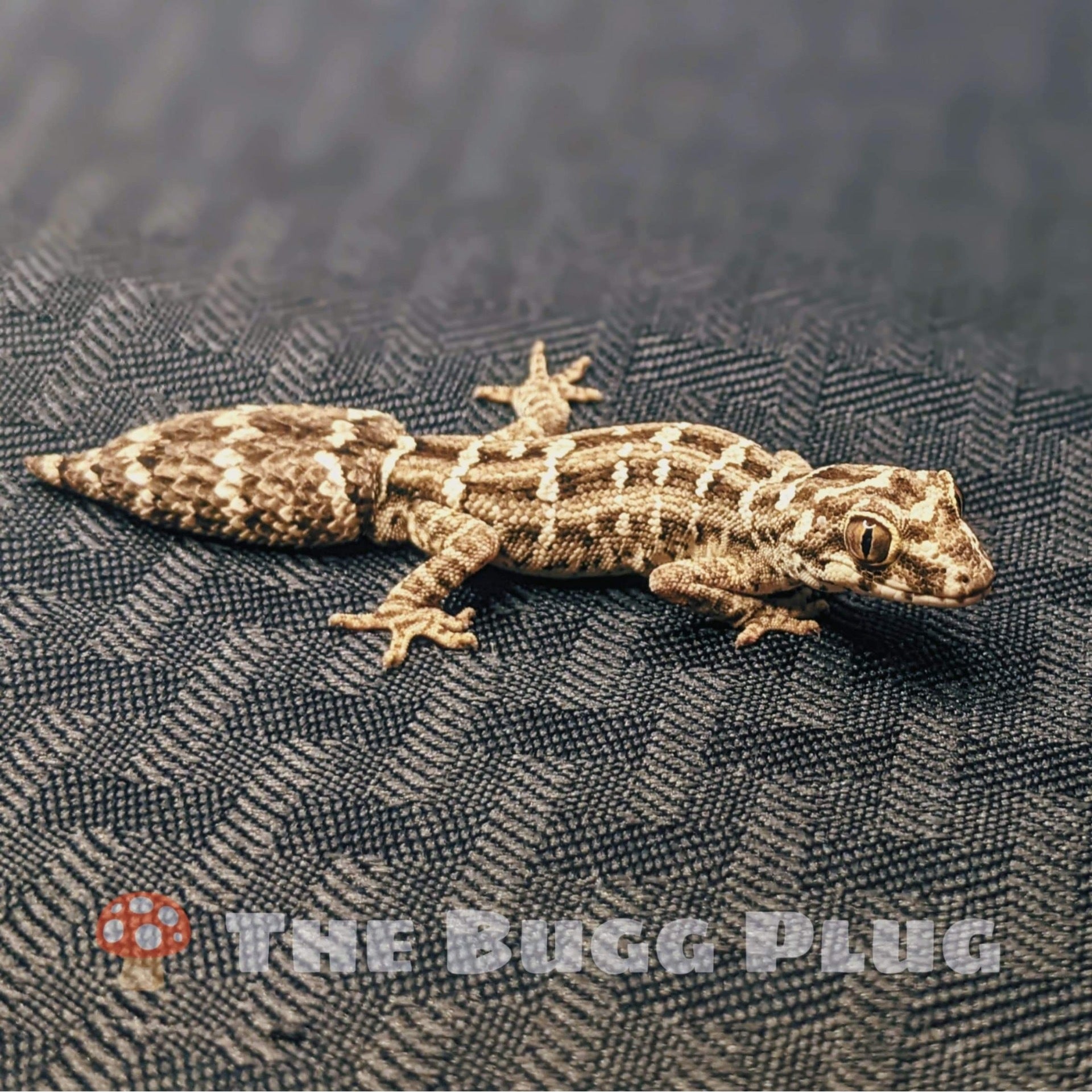 Viper Gecko Male | The Bugg Plug