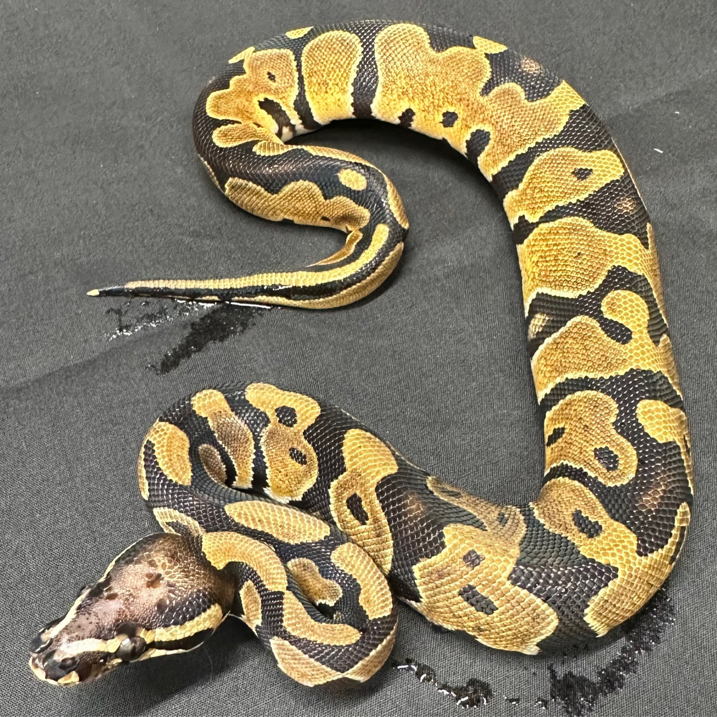 Scaleless Burmese Python