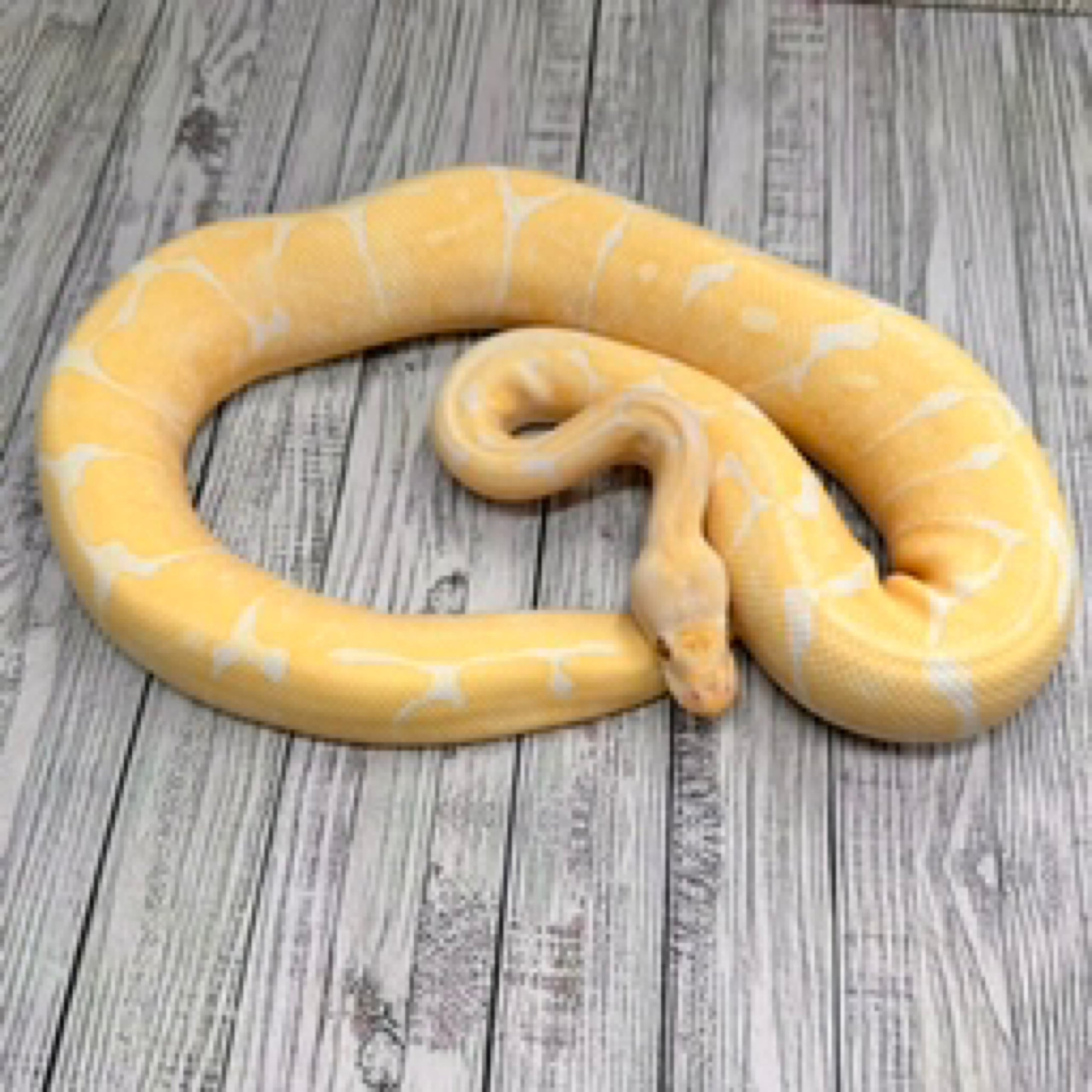 Lavender Albino Spider Male Ball Python | The Bugg Plug
